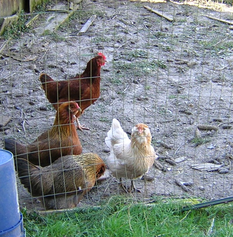 The Chicken Thief | Lesann Berry